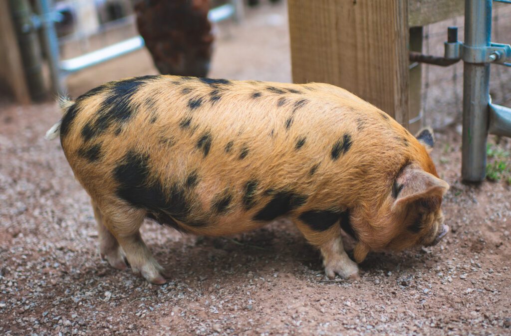 Kunekune Pork - Gentry Homestead